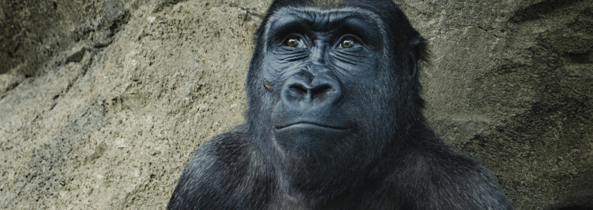 These MailChimp Competitors Beat MailChimp in Every Category